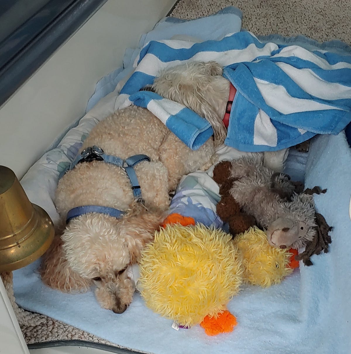 Louie the Poodle with an update on his cancer | Medium