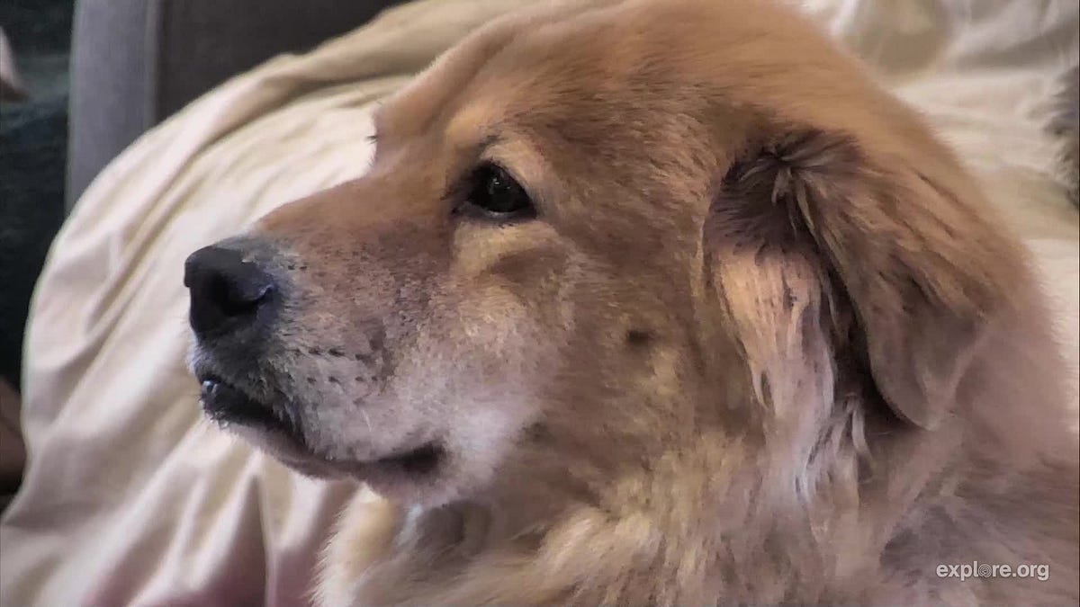 Old Friends Senior Dog Sanctuary Weekly Update (6/22) | by explore.org ...