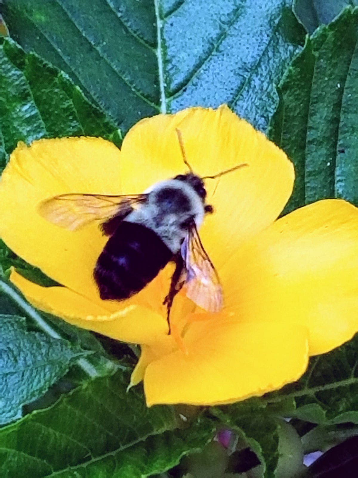 Busy Bee. A Haiku | by Dennett | House of Haiku | Medium