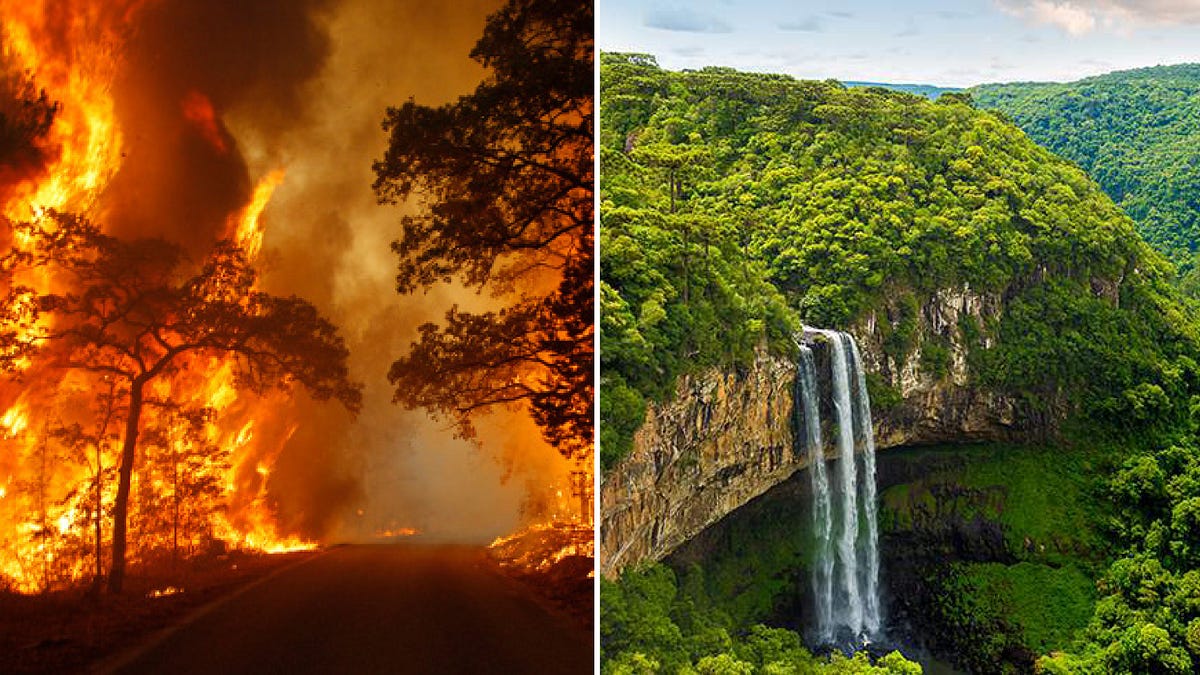 Amazon Rain forest wildfire: The dangers of Uncontrolled deforestation ...