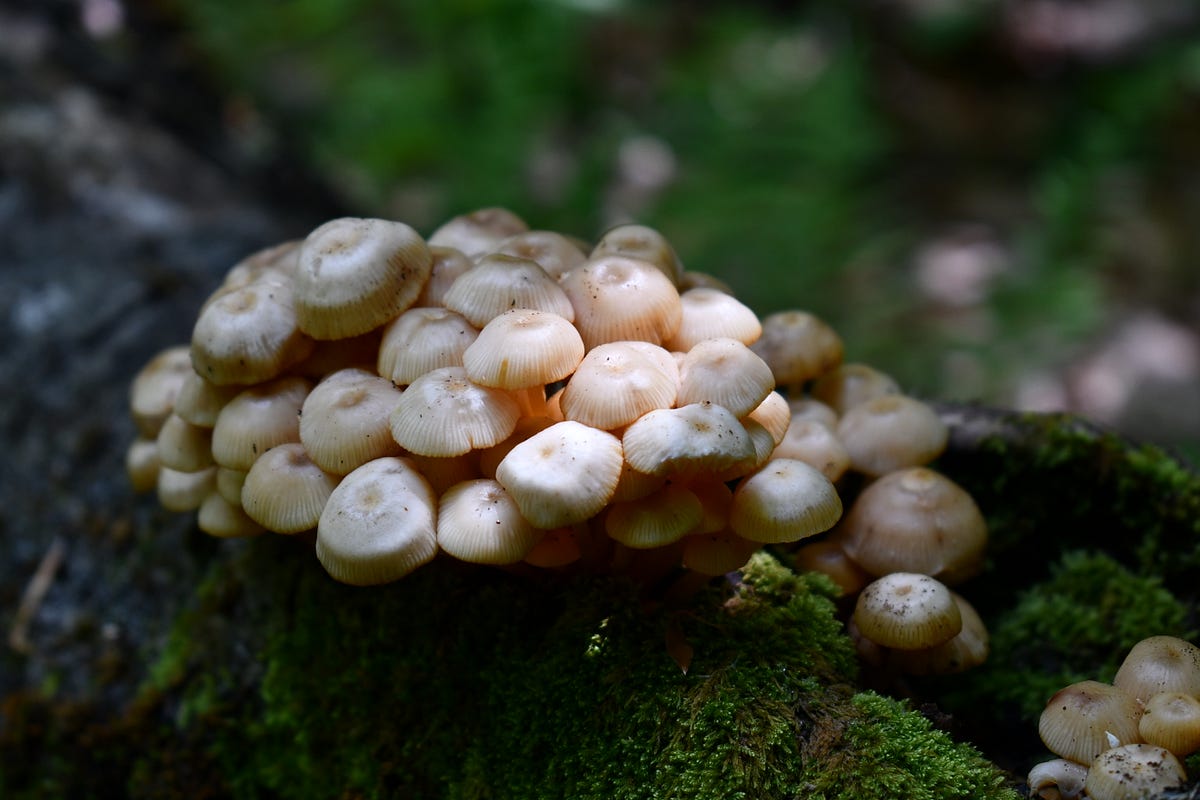 Foraging for a Diet that is Sustainable, Healthy… and Free? | by Deepti ...