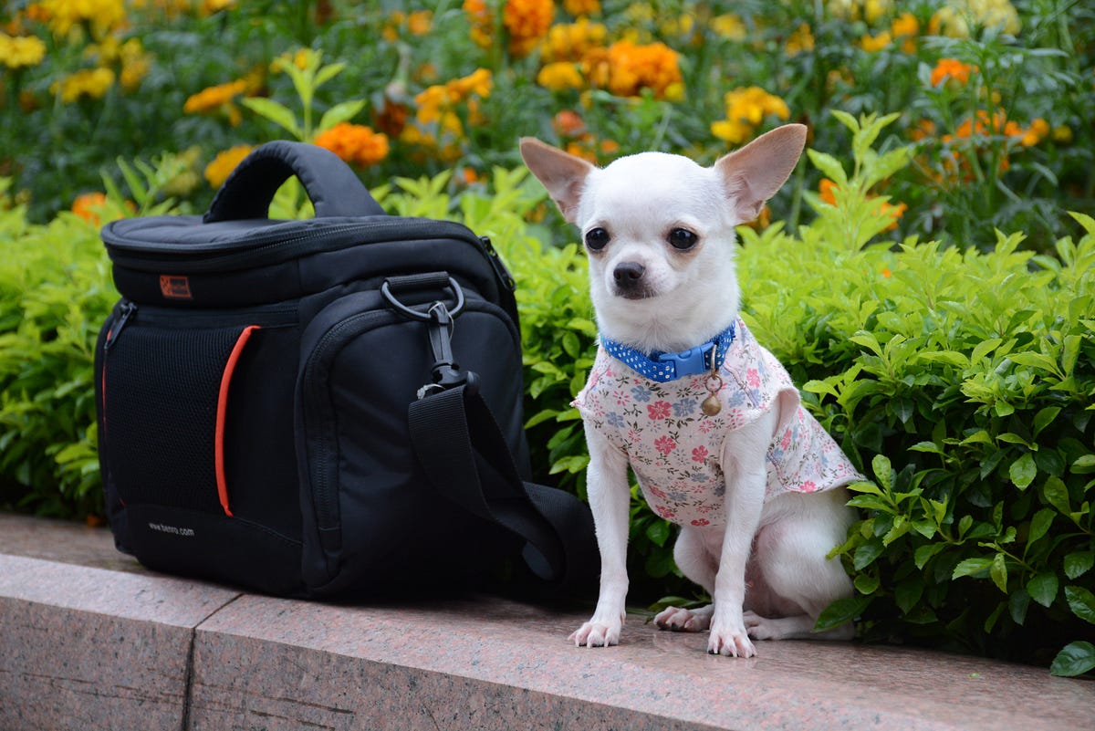 Gun Vs. Chihuahua: A Matter of Perspective | by Melinda Gerdung ...