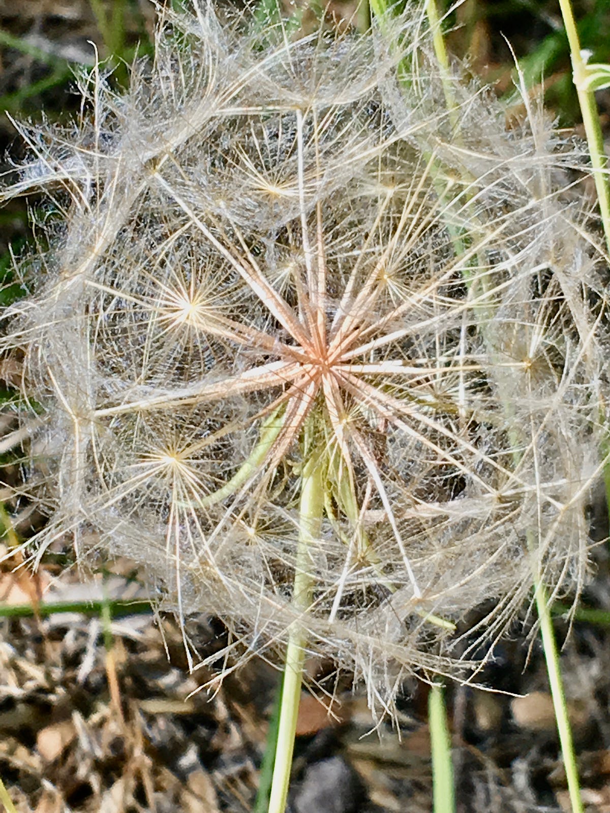 Dandy Dandelions. Sooo — for Italians they are Salad 🥗 | by kurt ...