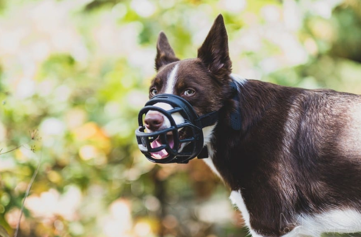 Shame is a Powerful Muzzle. Survivors sharing stories will help us ...