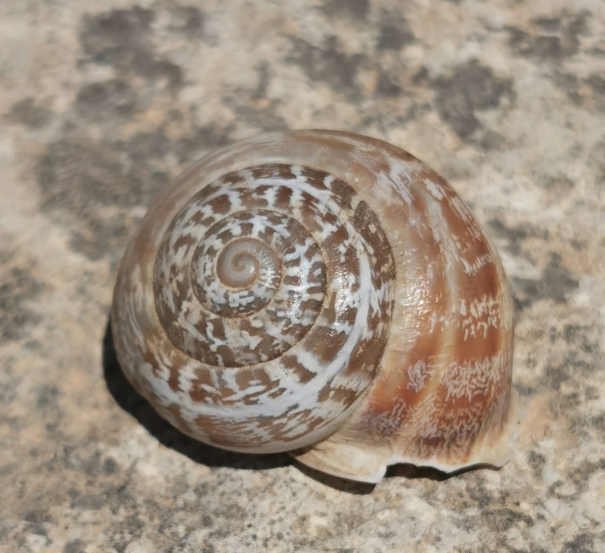 Snails and United Cyprus. Meet the edible snail of Karpaz and… | by ...