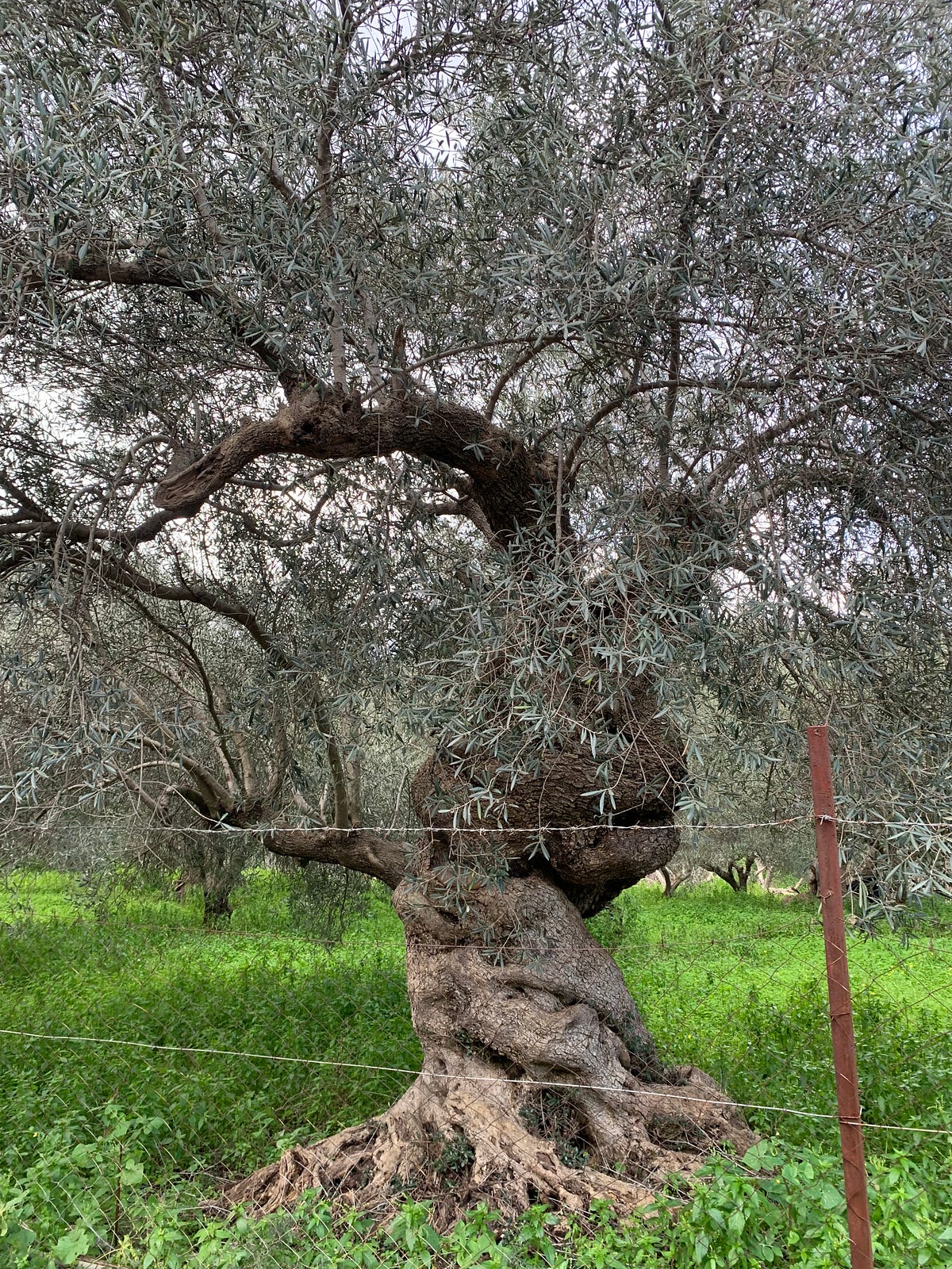 Ancient Wisdom. Walking through a food forest in Crete | by ...