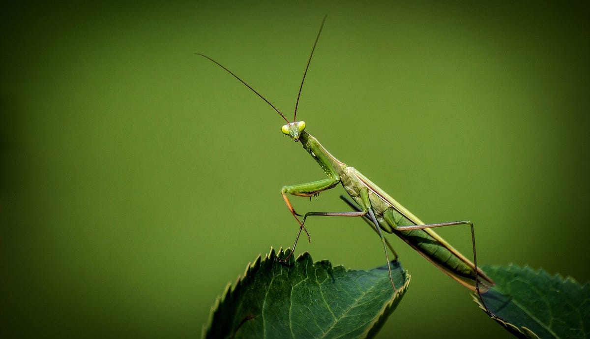 The World’s Most Irritating Insects | by Judy Derby | Jun, 2022 | Medium