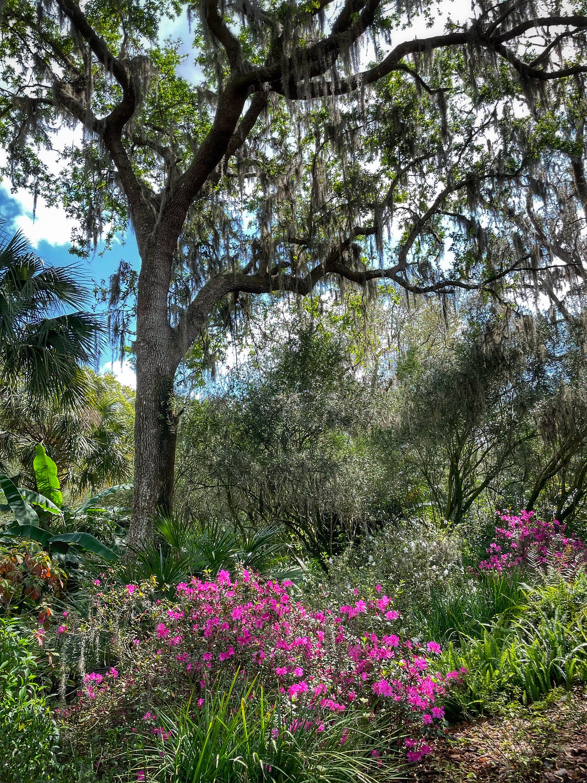 A Florida Spring Afternoon in a Garden | by Rhonda Carrier | In Living ...