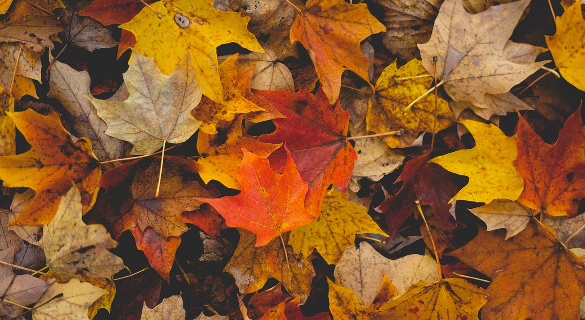 Louvain’s Algorithm for Community Detection in Python | by Vatsal ...