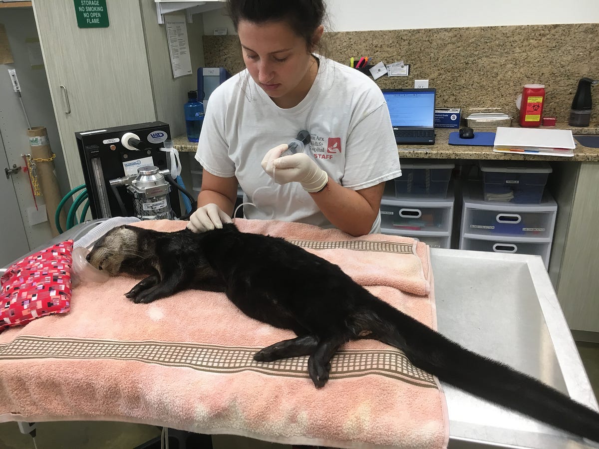 Pregnant river otter arrives in critical condition | by Conservancy of ...