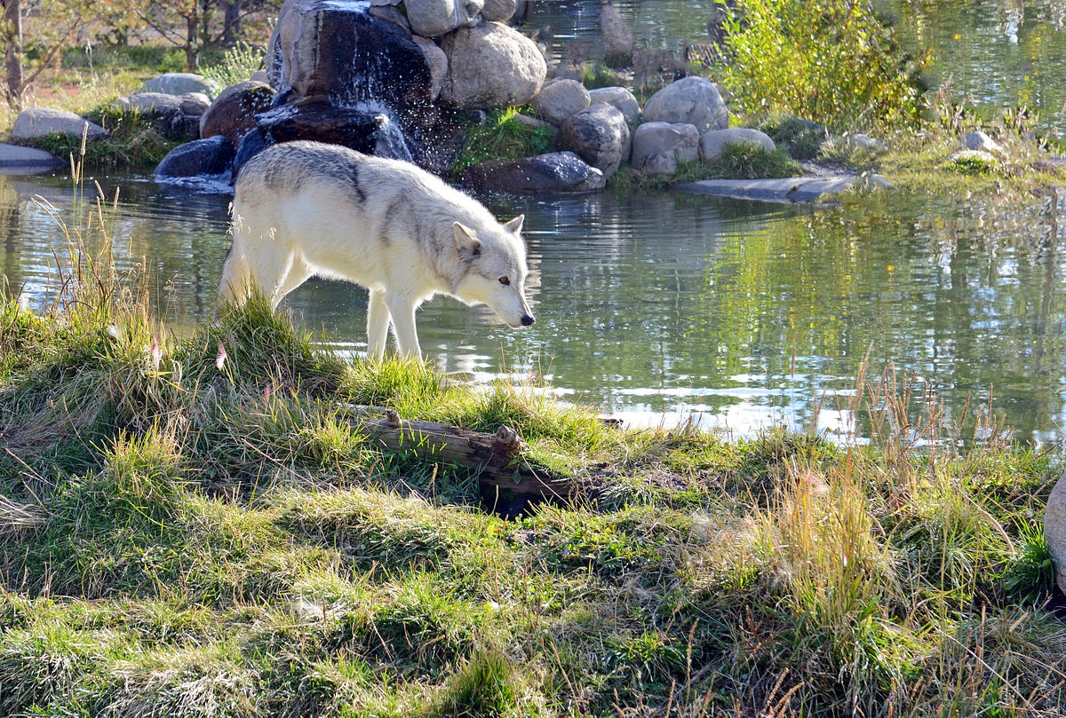 Wolves In Yellowstone — A Brief History | by Wilderness Wire ...
