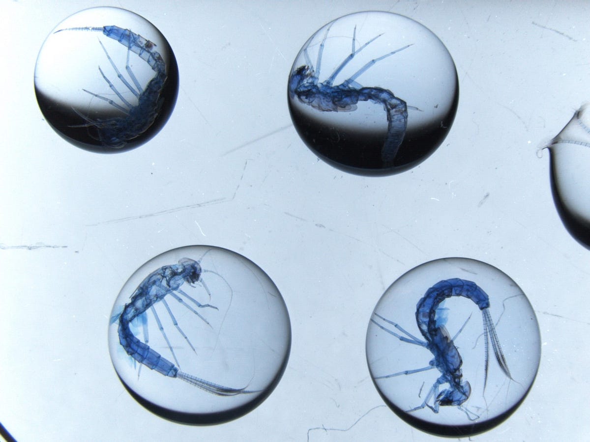 Understanding the lives of other creatures (and why it’s so hard) | by ...