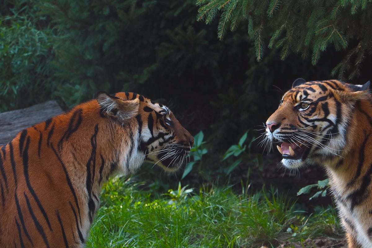 Chinese Proverb “Two Tigers cannot Hide in the Same Mountain” | by ...