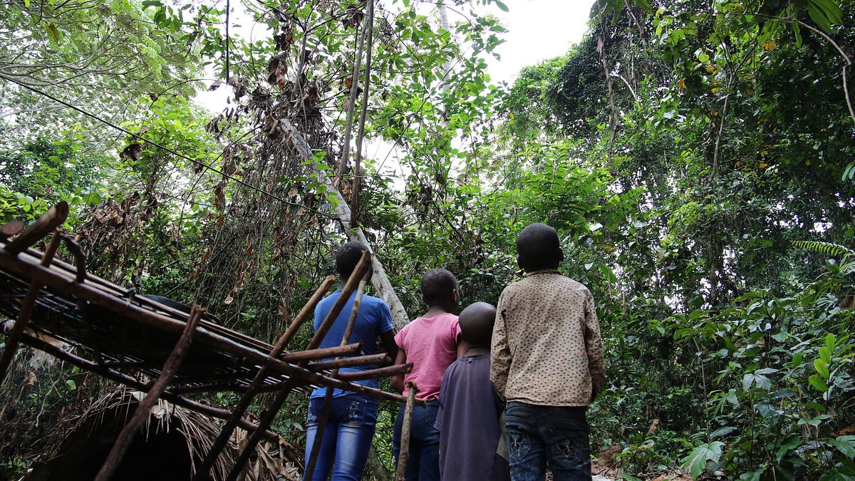 How collaboration with Indigenous tribes can lead to sustainable ...