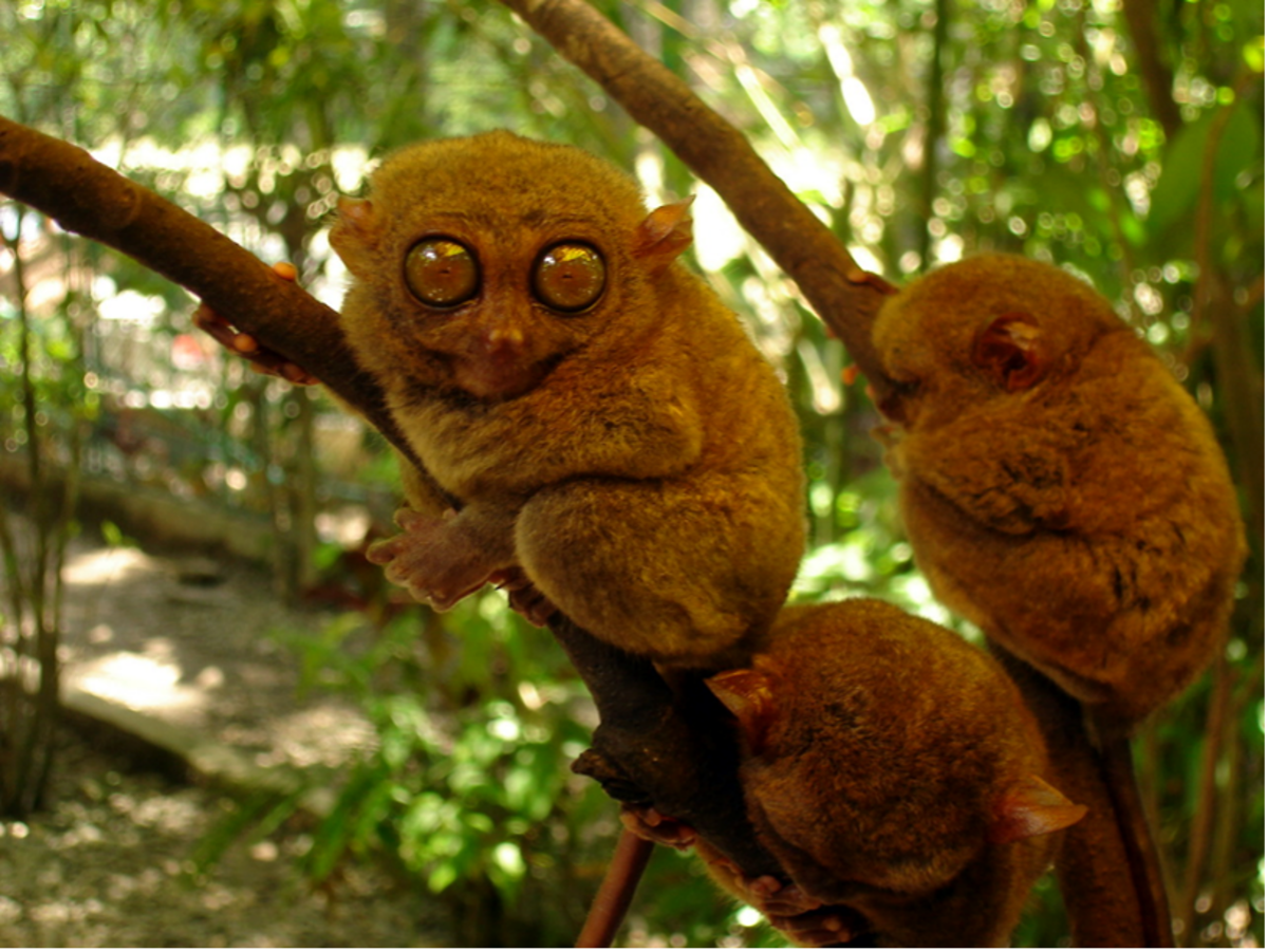 Meet the Philippine Tarsiers: Where Stress Could Kill | by Daniel Karp ...
