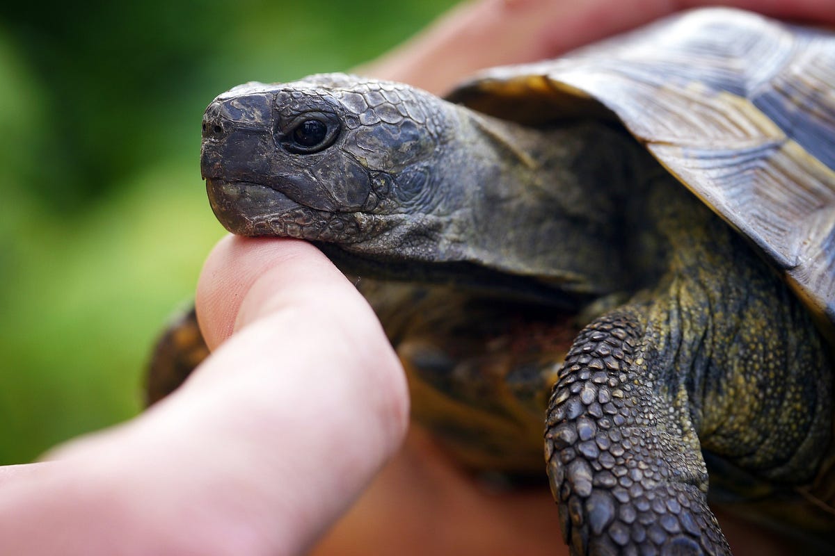 Dear turtle crushers: you’re not dangerous | by Marilyn Yung | Medium