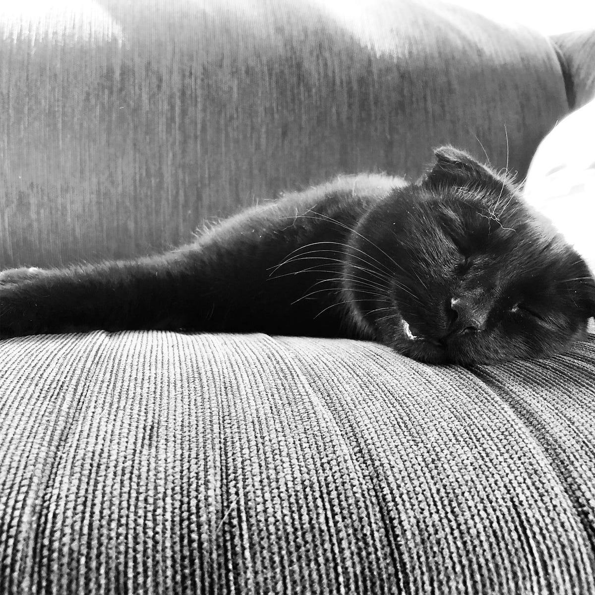 Is My Cat A Yogi While Casually Scanning My IPhone By Jimmi Medium is-my-cat-a-yogi-while-casually-scanning-my-iphone-by-jimmi-medium