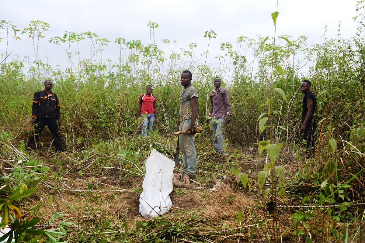 Cassava at the crossroads in Congo | by Jean-Martin Bauer | World Food ...