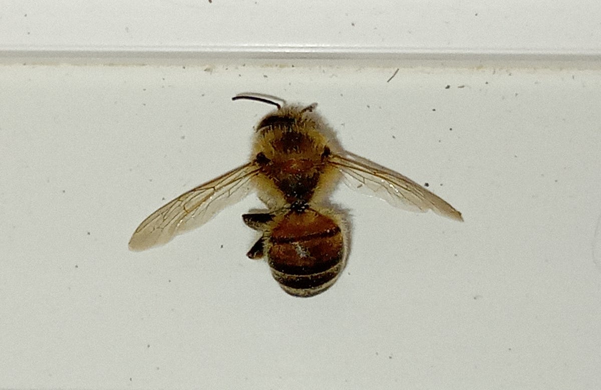 Caribbean Honey Bees - The Daily Cuppa - Medium