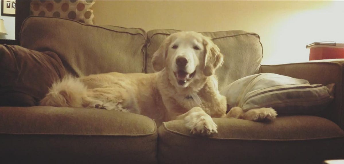 The Impact of Love: A Letter to Roscoe | by Kyle Trowbridge | Medium