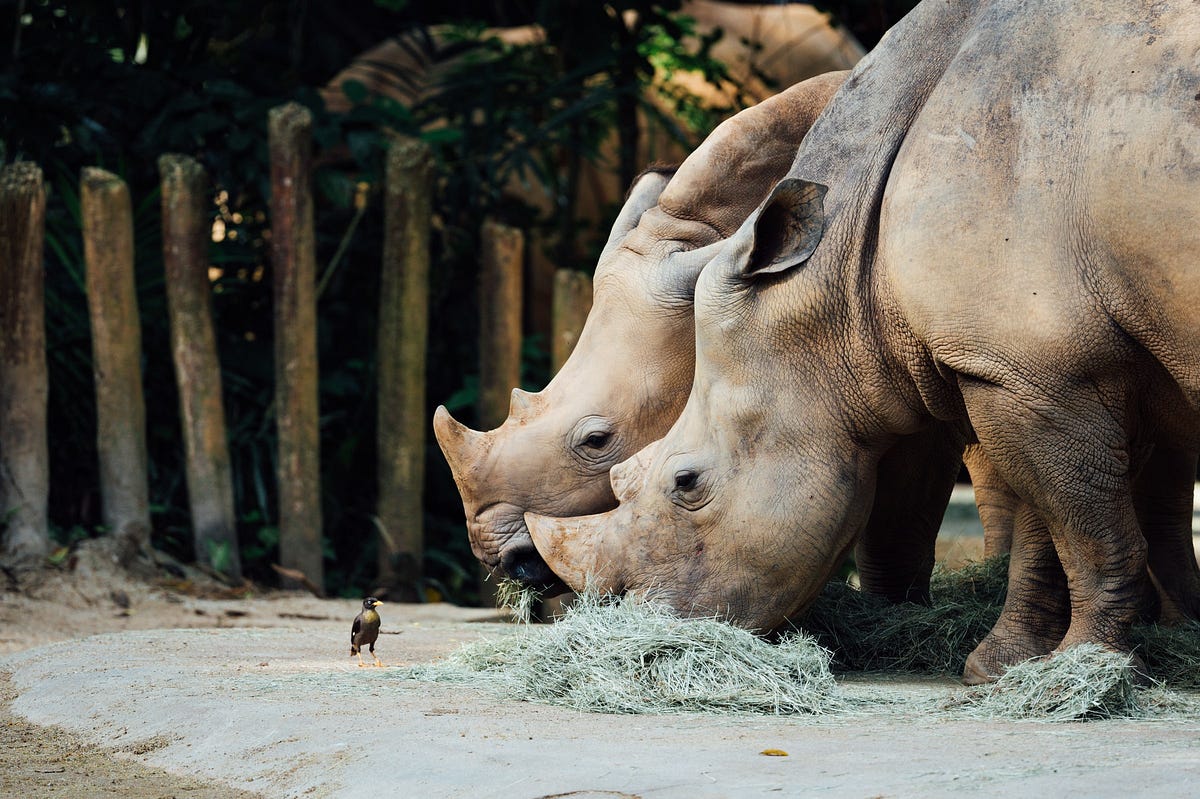 The Rhino’s Favorite Story - Mark Starlin Writes! - Medium