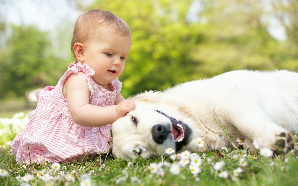 Las mejores razas de perros para niños | by Bask | Medium
