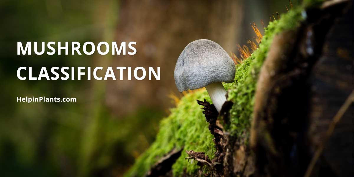 Classification of Mushrooms based on how they grow | by Muhammad Mehran ...