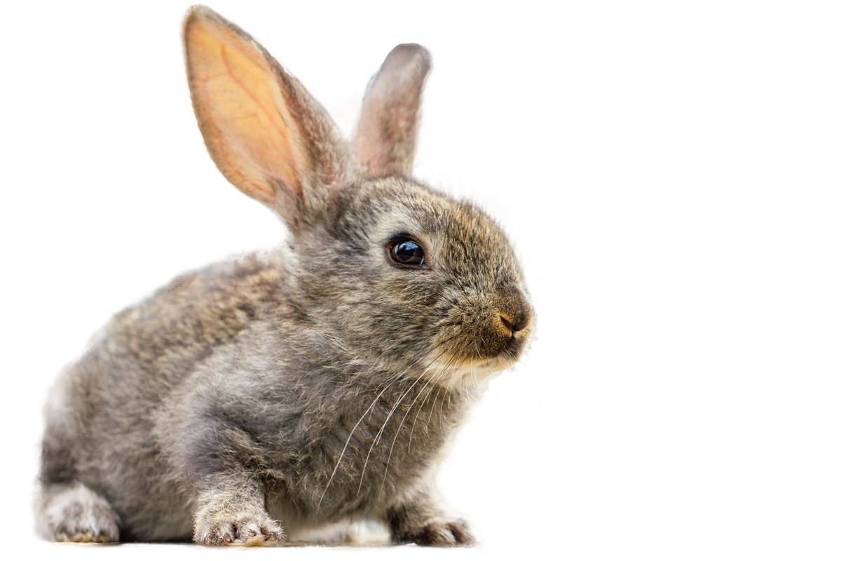 What is a Plot Bunny and How to Slay Your Creative Ideas | by Sylvie ...