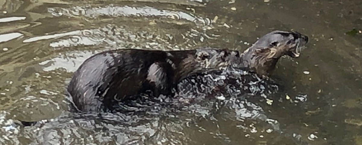 Observing The Mating Ritual - The Memoirist - Medium