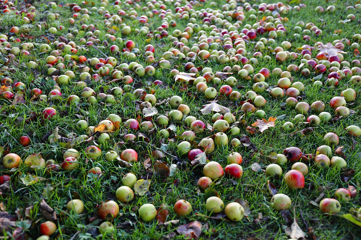 Fruitfulness Matters. The heart of fruitfulness is that my… | by Cedric ...