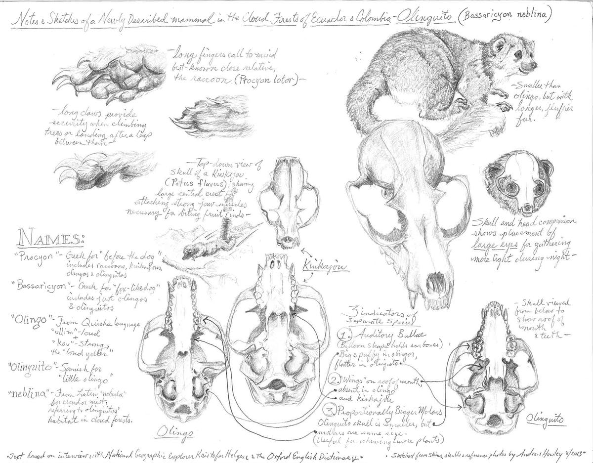 Giving the Olinguito the 19th-Century-Style Sketchbook Treatment | by ...