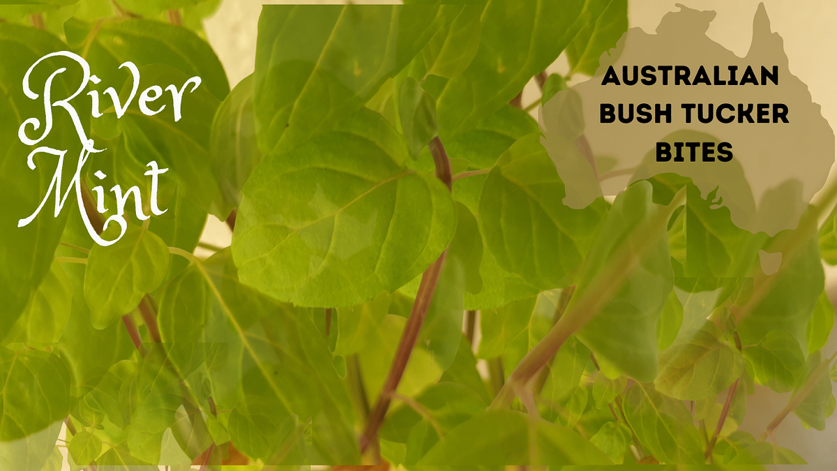 Peppermint plus spearmint plus a touch of pepper! Australian Bush ...