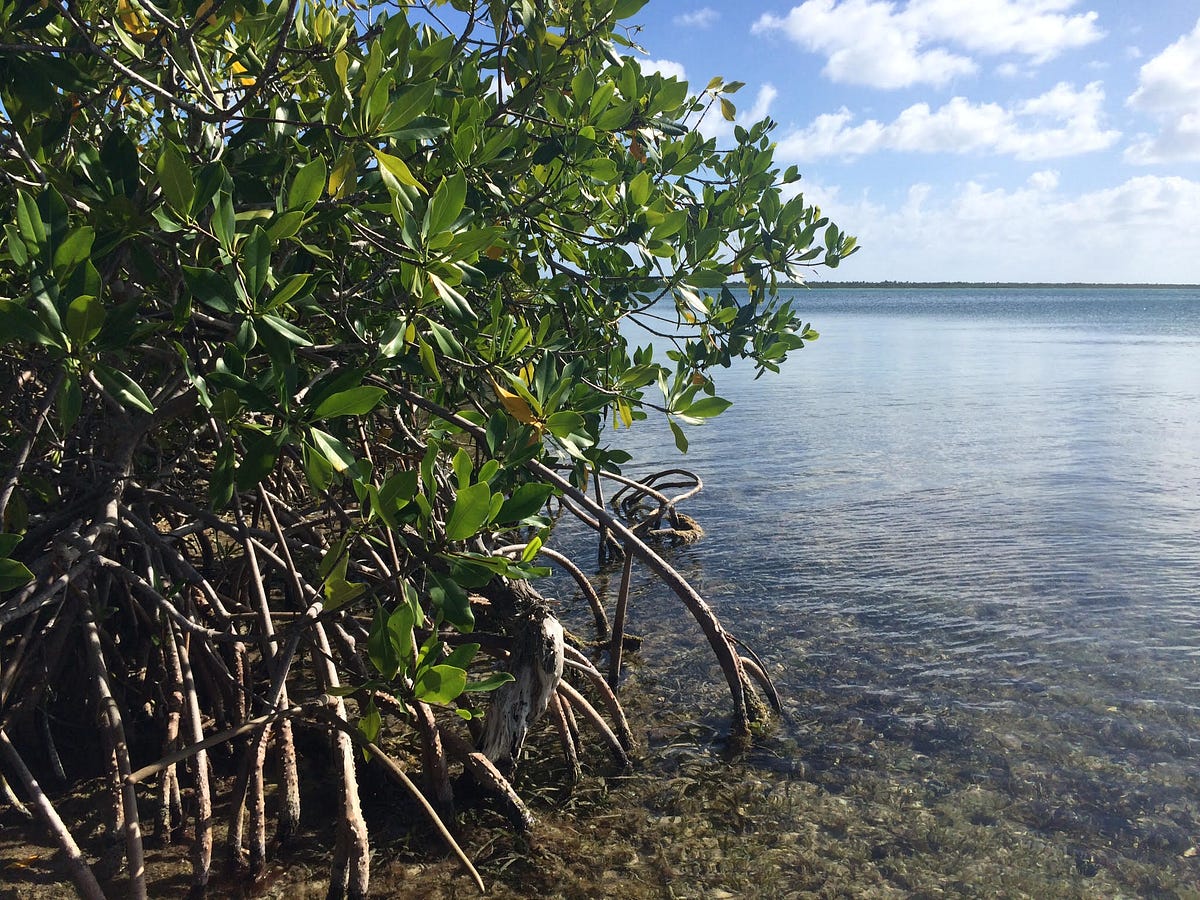 Pakistan’s mangroves. A coastal conservation marvel | by World Ocean ...