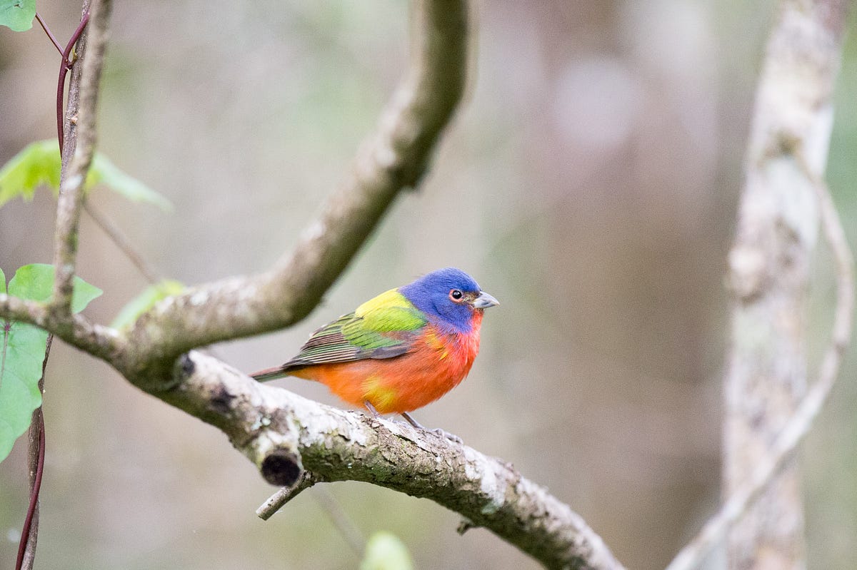 Corkscrew Swamp Santuary. February 5th ~ Naples, FL | by Ray Hennessy ...