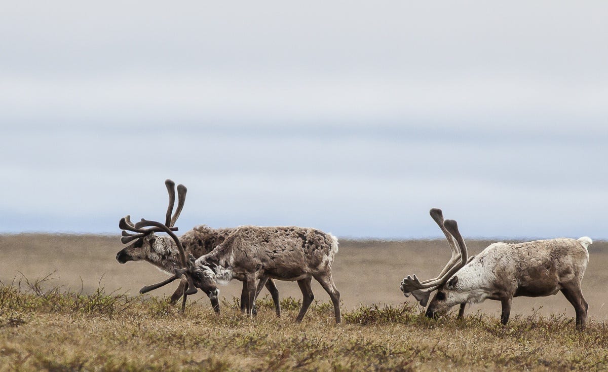 Caribou Country. Northern Alaska is more than an oil… | by Dune Lankard ...