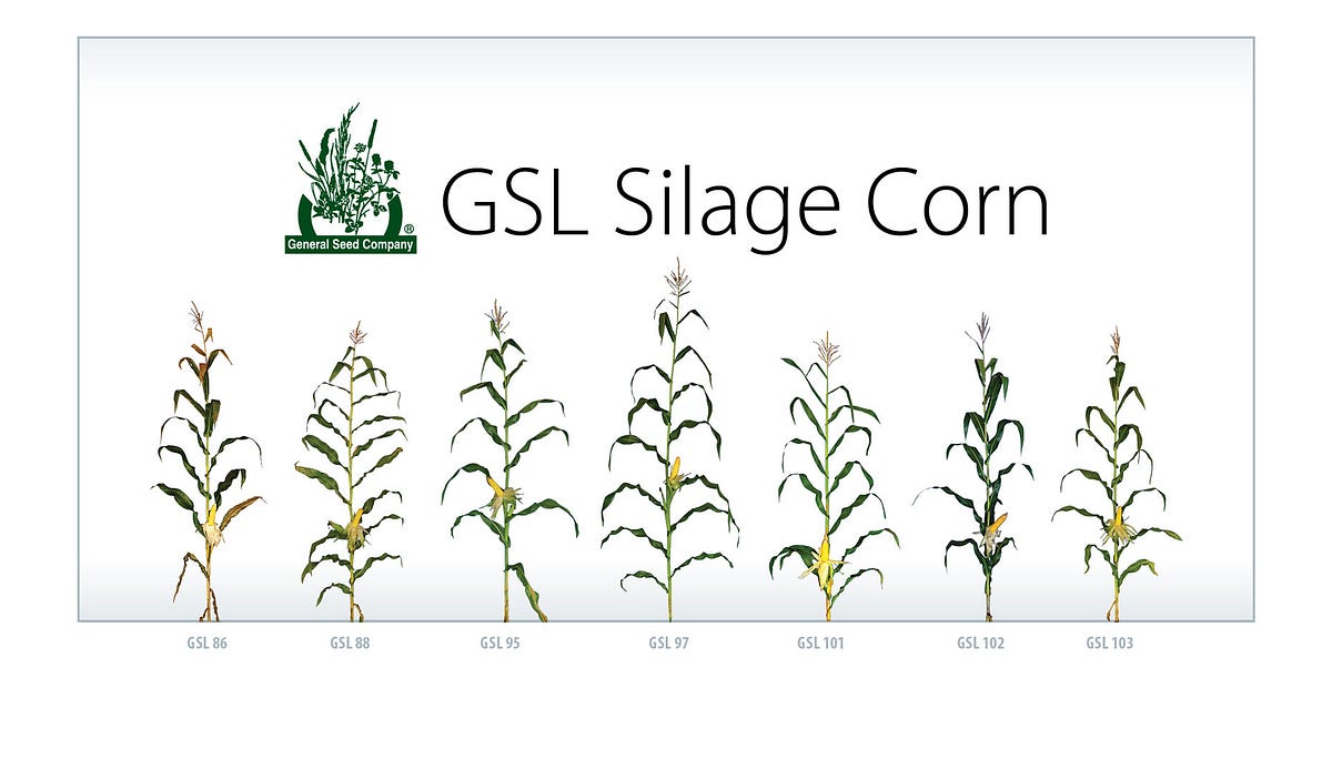 Best Silage Corn Varieties GENERAL SEEDS | by General Seed Company | Medium
