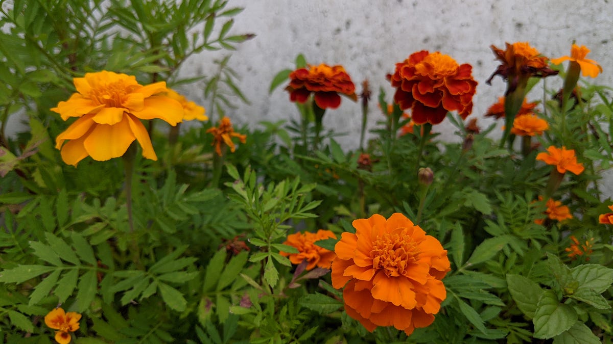The summer when small marigolds took over my balcony | by LucianoSphere ...