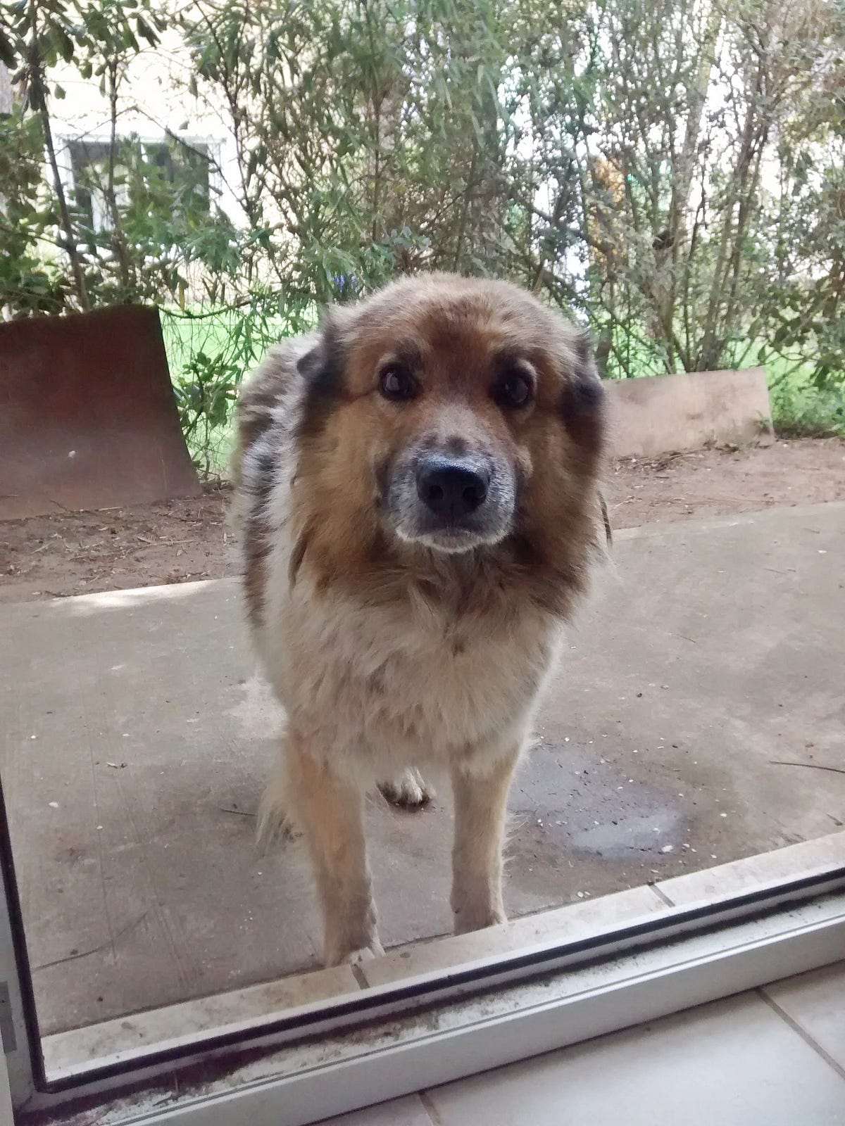 Pelu, mi nuevo amigo.. Conocí a Pelu el día que nos mudamos. | by ...