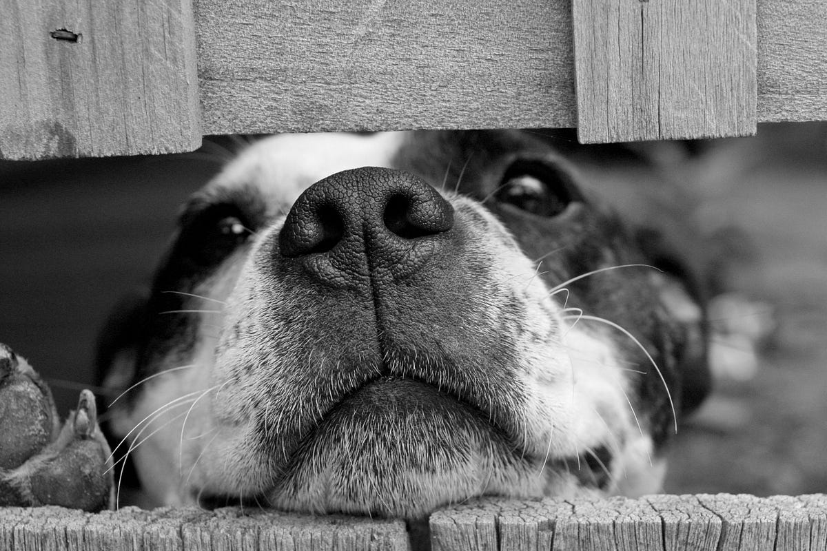 Adopt Or Shop How Do You Know What s Right For You By C Cap1