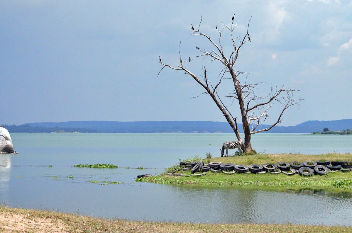 Biodiversity: Why does it matter to Zimbabwe? | by Chenge Nyagweta ...