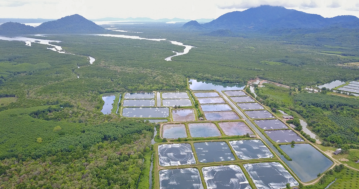 4 Best Countries to Get Your Farmed Shrimp | by Rubicon Resources ...