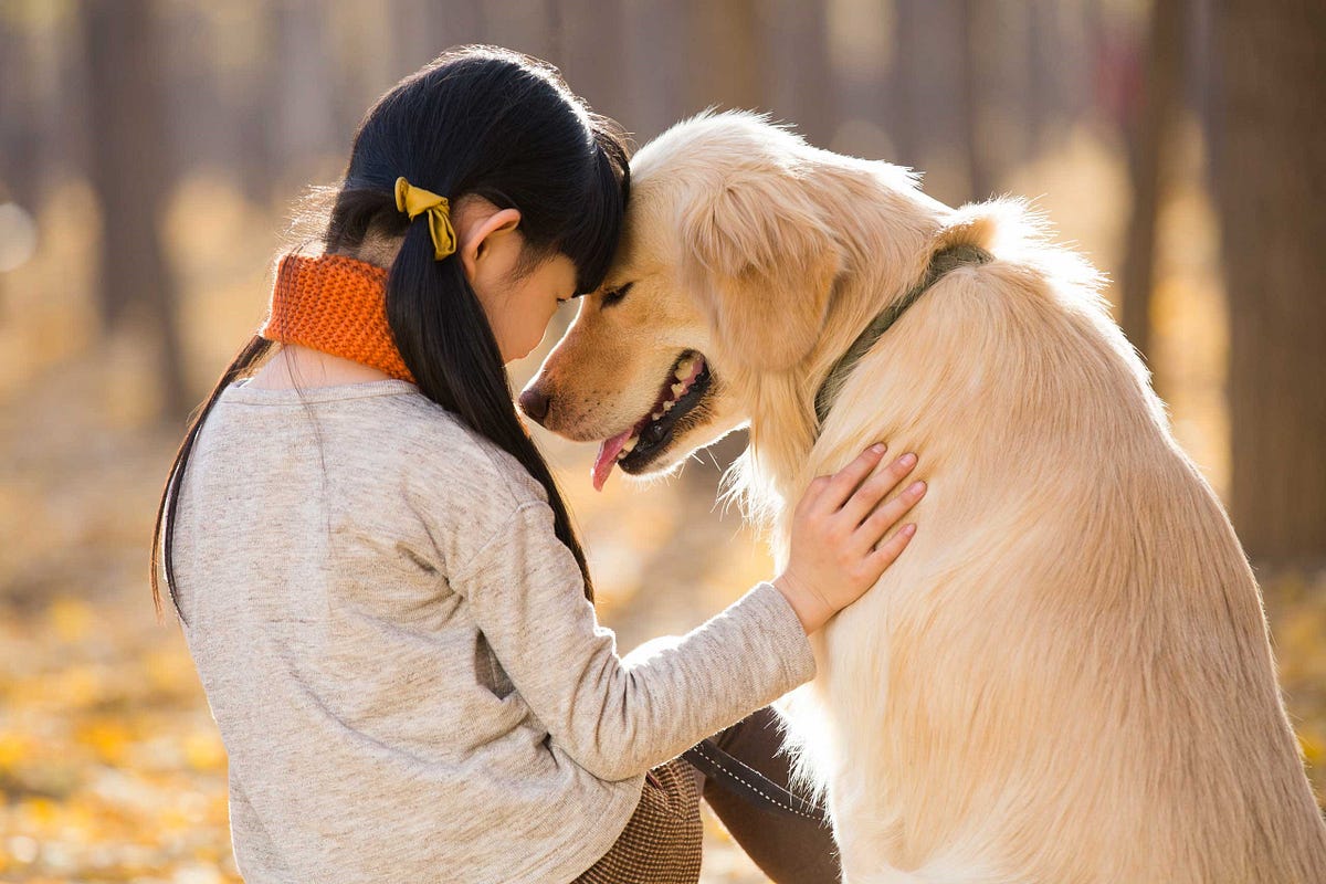 Dog Breed Prediction using Convolutional Neural Network | by Ariyo ...