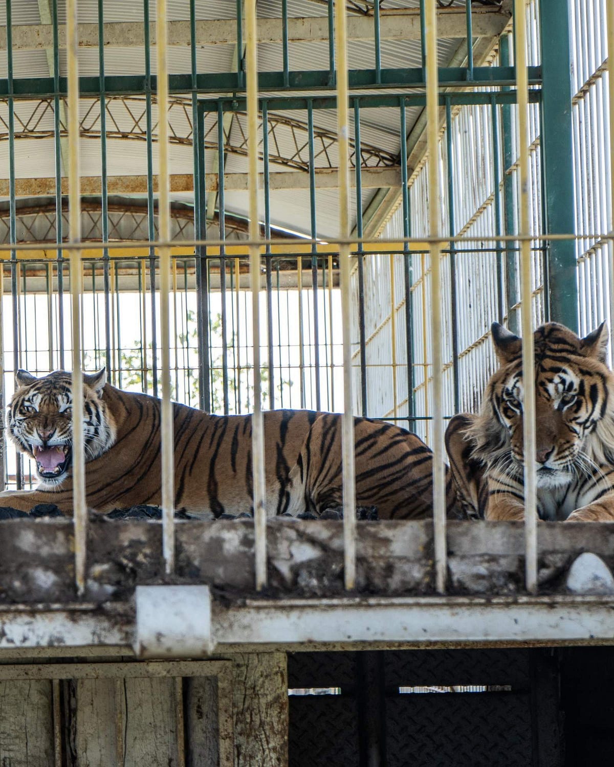 Tigers Discarded By A Circus. Four Paws Rescue | by Penny McKinney ...