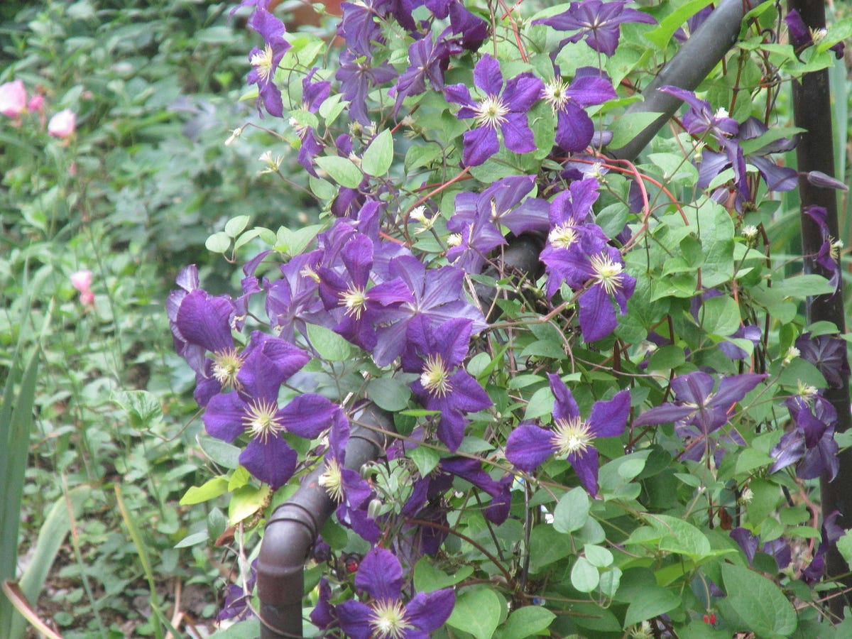 Day 218 — Clematis- Haibun Journey View From My Window | by Ada's ...