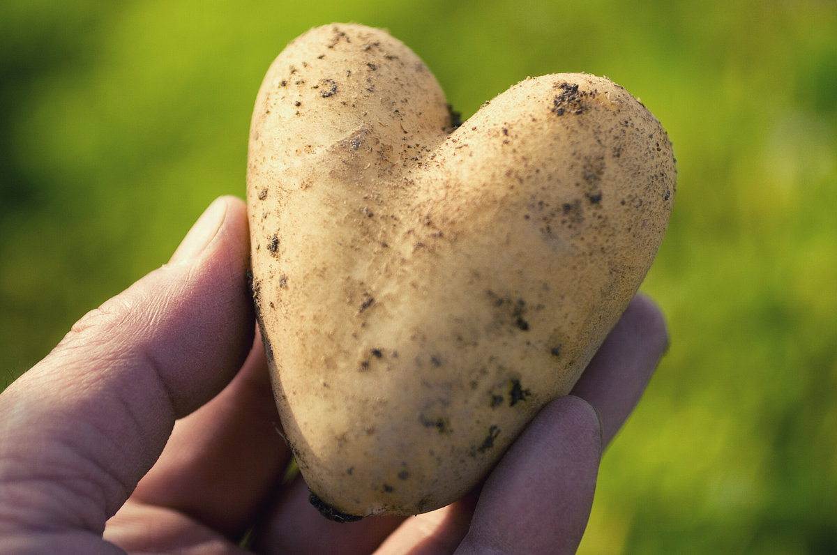7 Reasons Potatoes Are The Best And Should Be A Staple In Your Diet ...