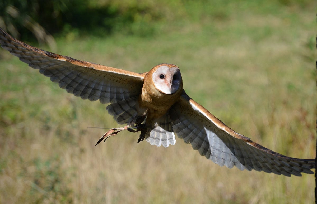 Breathe In — Breathe Out: Owls - The Daily Cuppa - Medium