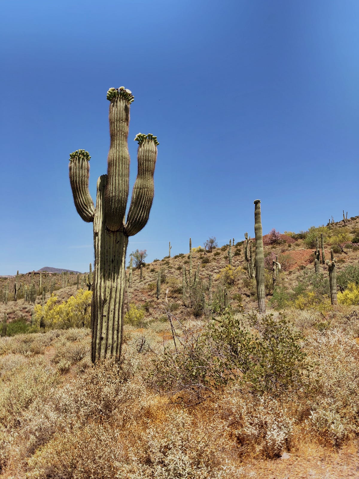 11 Interesting Facts About the Saguaro Cactus | by AS Briggs | For the ...