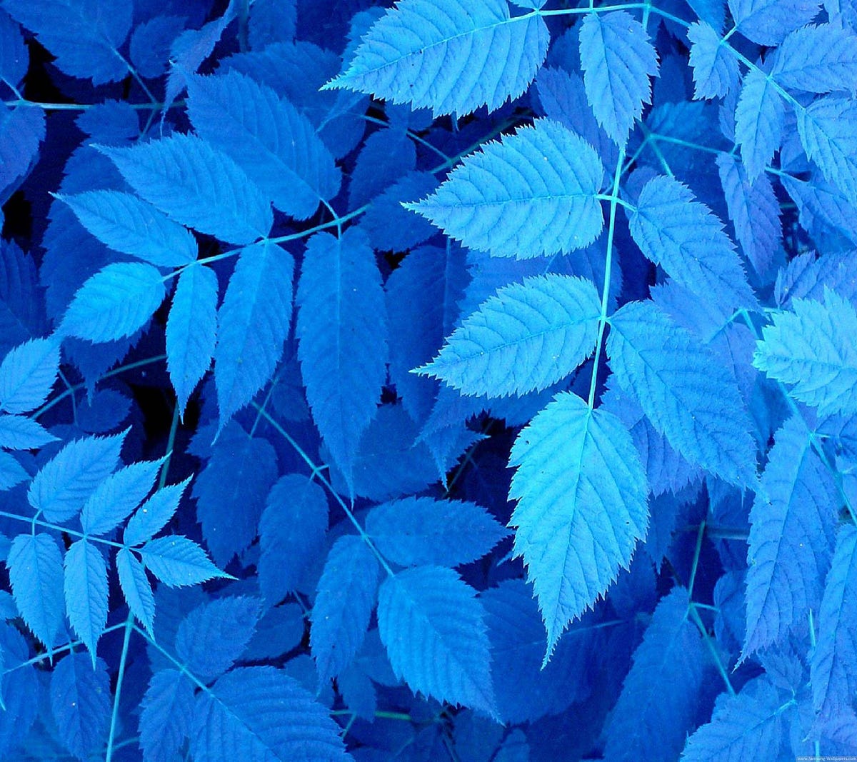 Leafy. Blue Leafy flew…guided by the breeze… | by Soliloquist | Medium