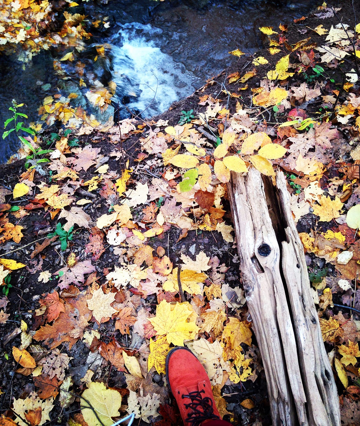 The meaning of life. For now, at the middle of my 26th year… | by Daisy ...