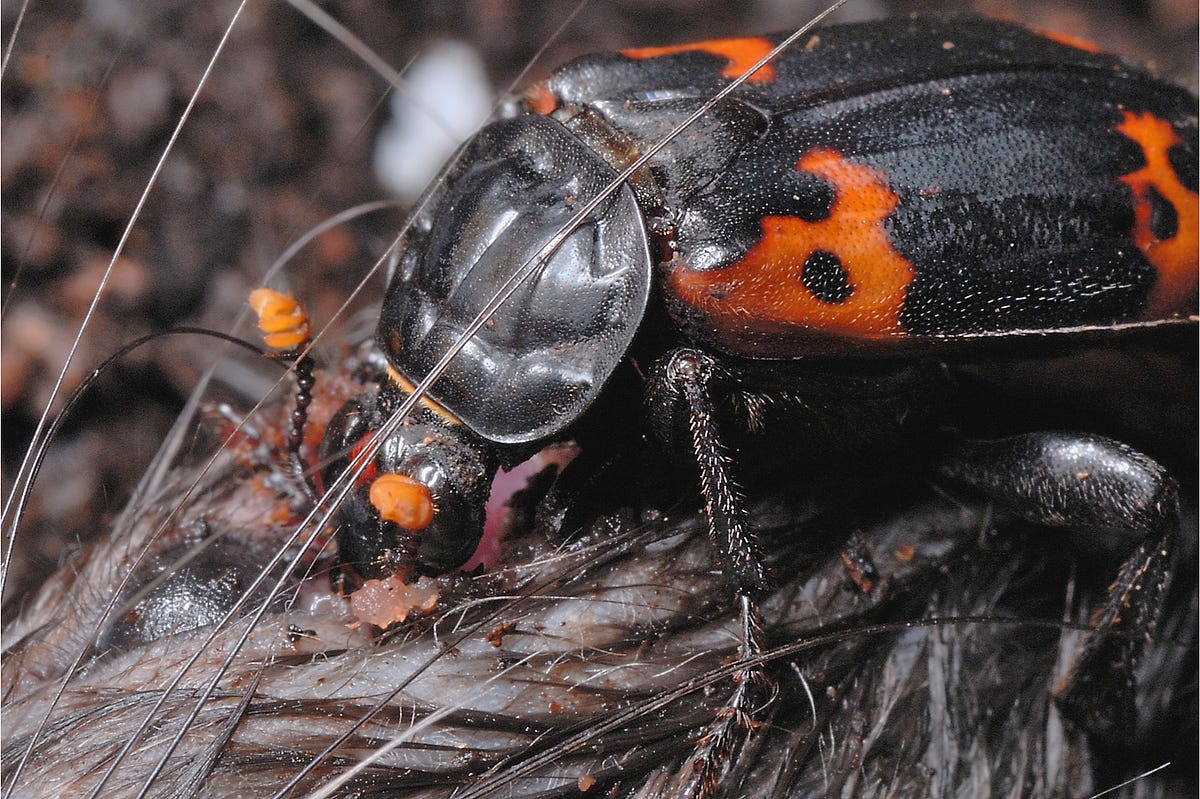 When the heat is turned up, beetles benefit by working together | by ...